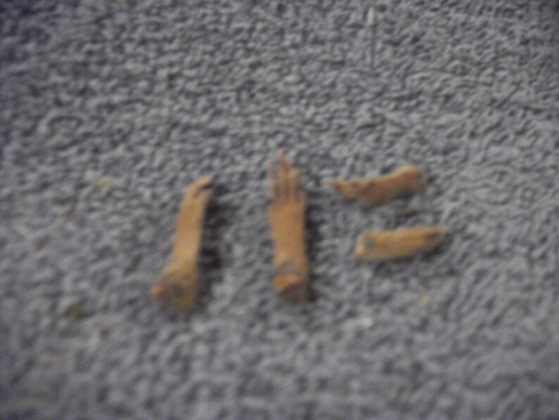 4 Real Animal Chipmunk Feet Claw Animal Taxidermy Bone Leg - Etsy