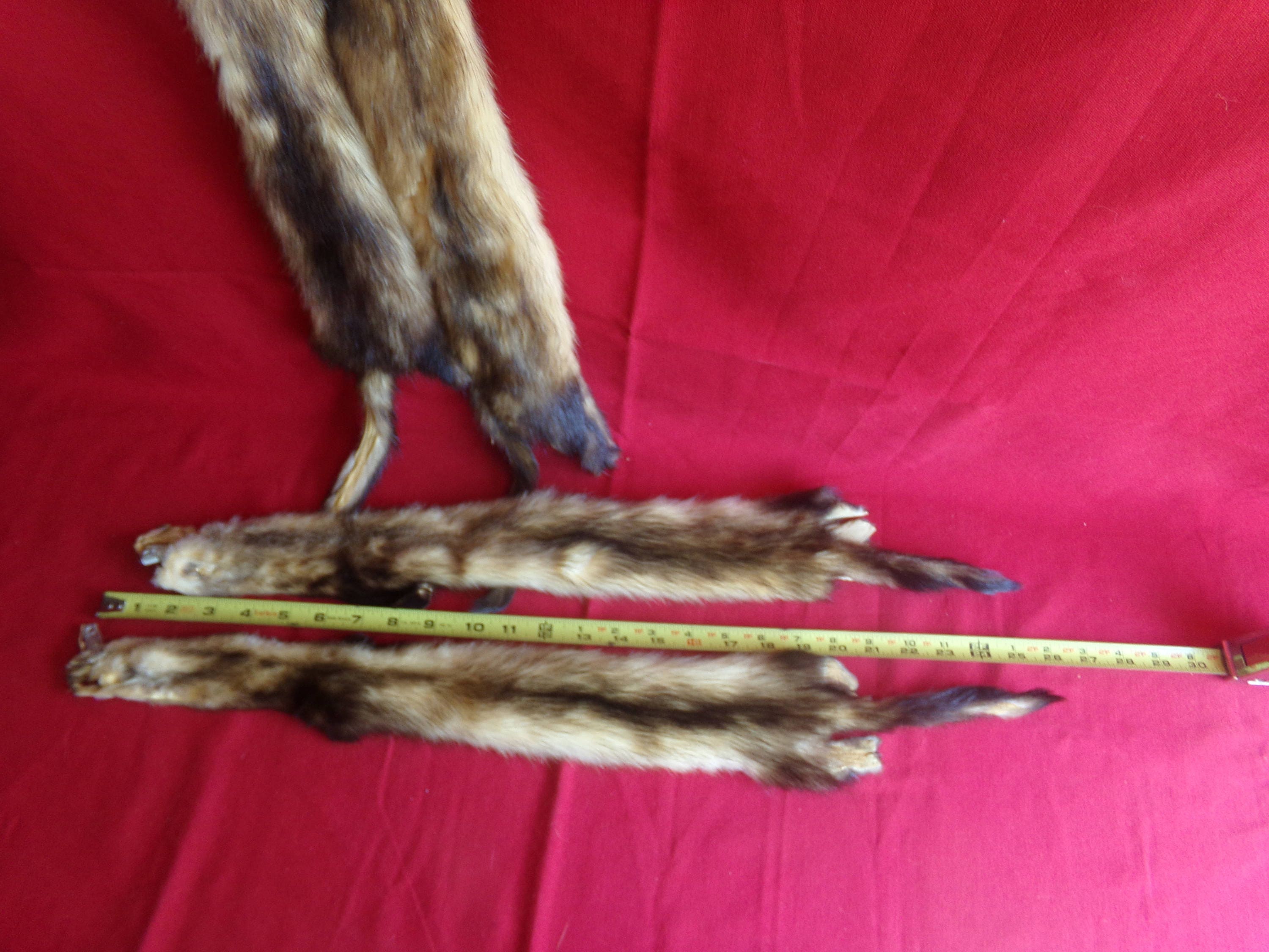 Real Animal Tanned Fitch Skin Pelt Hide Fur Rug Taxidermy | Etsy