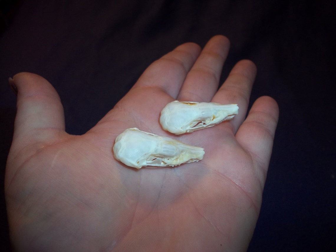 Real animal bone mole skull bone craft good part piece rodent | Etsy