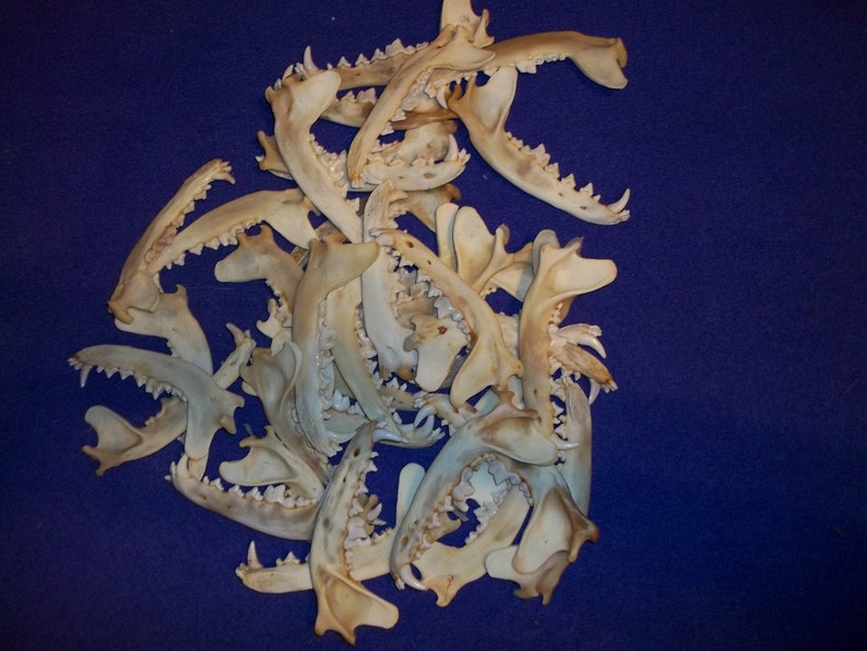 Lot of Ten 10 Real Coyote Jaw Taxidermy Animal Bone Skull Teeth Part ...