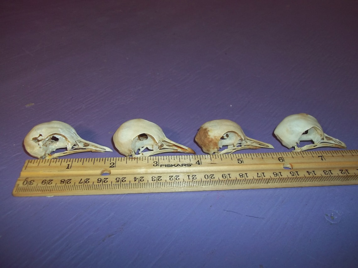 1 Real Pigeon Skull Bird Animal Beak Feather Fowl Bone Head - Etsy