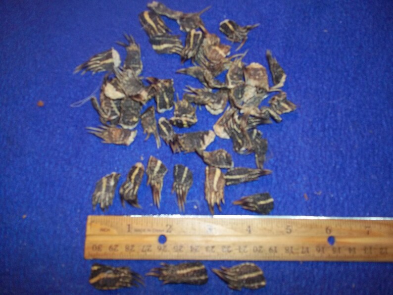 10 Real Slider Turtle Feet Bone Claw Animal Taxidermy Crafts Art Part ...