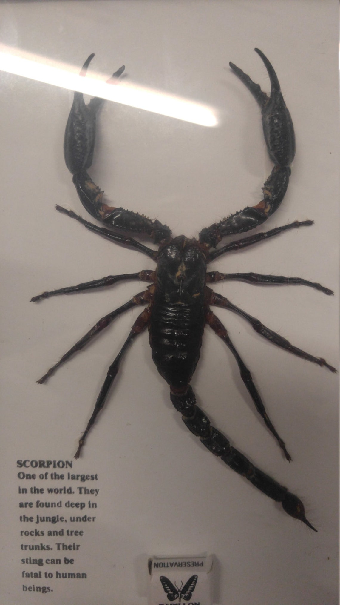 Real animal Scorpion Heterometrus cyaneus weird skull skeleton | Etsy