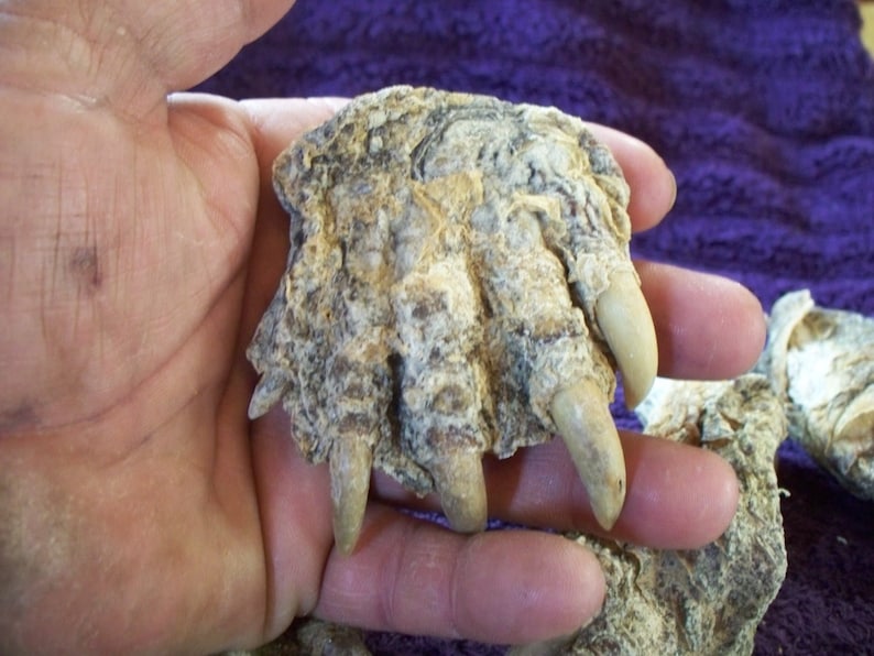 2 Real Animal Snapping Turtle Bone Feet Claw Animal Taxidermy Crafts ...