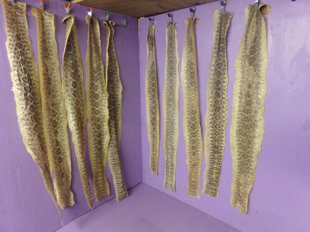 1 Real Western Diamond Back Rattle Snake Animal Skin Hide Leather ...