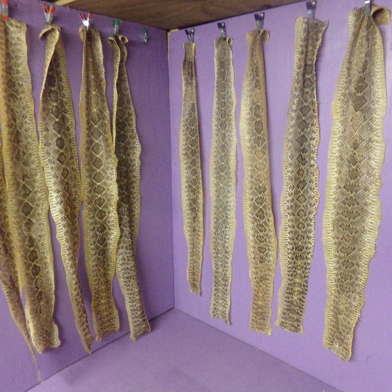 Real Snake Skin - Etsy