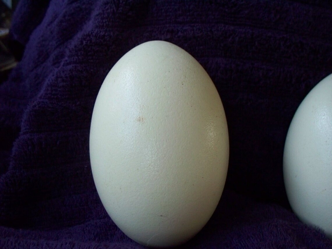 1 Real Animal Rhea Bird Taxidermy Egg Weird Craft Supply Part - Etsy