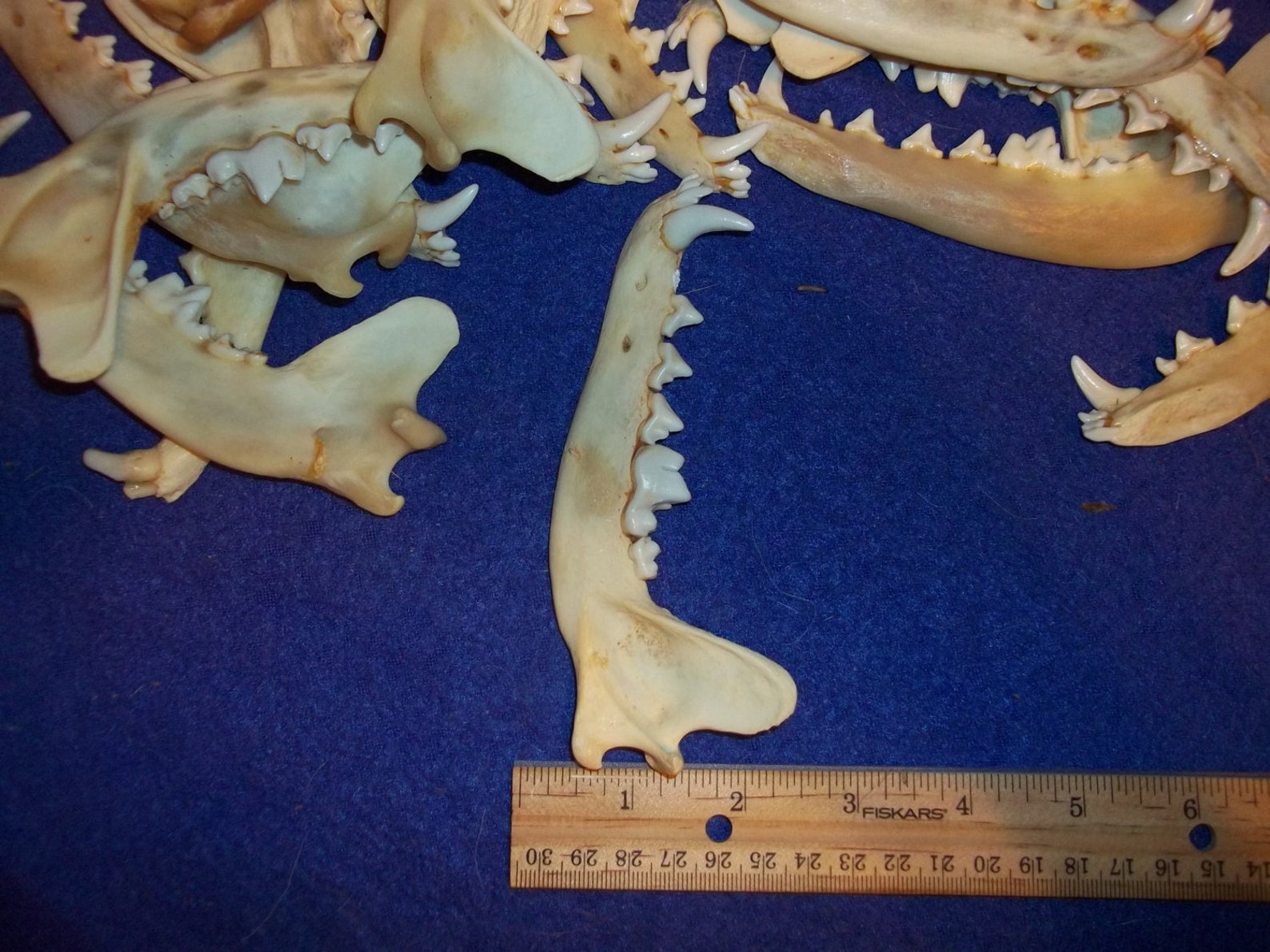 Lot of Ten 10 Real Coyote Jaw Taxidermy Animal Bone Skull Teeth Part ...