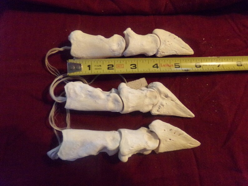 1 large mule deer leg hoof foot toe real animal taxidermy | Etsy