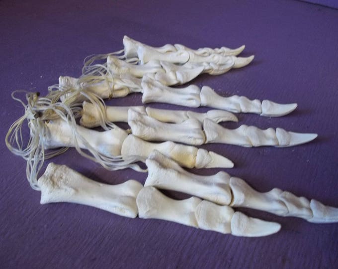 Emu Big Toe Real Animal Feet Foot Taxidermy Art Craft Weird Man Cave ...