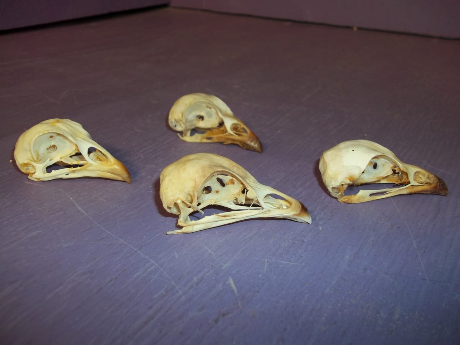 1 Real Pheasant Skull Bird Animal Feather Fowl Bone Head Quial - Etsy