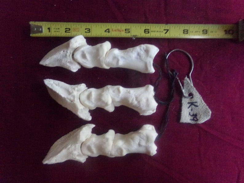 1 Buffalo Bison Leg Hoof Foot Toe Real Animal Taxidermy Supply - Etsy