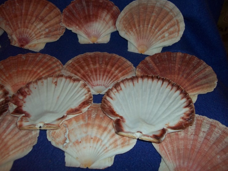 10 Real Pink Scallop Sea Shell Animal Part Ocean Aquatic Taxidermy Life ...