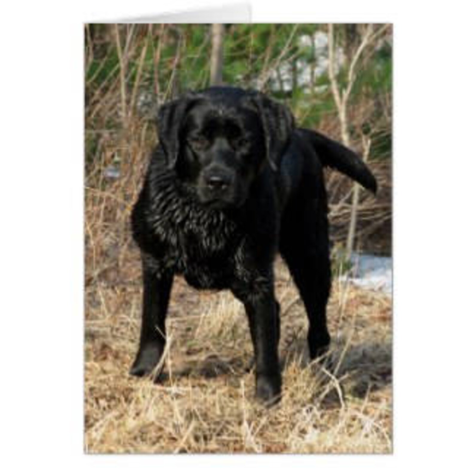 Black Lab Assortment Cards 10 pack B Black Lab Art Dog | Etsy