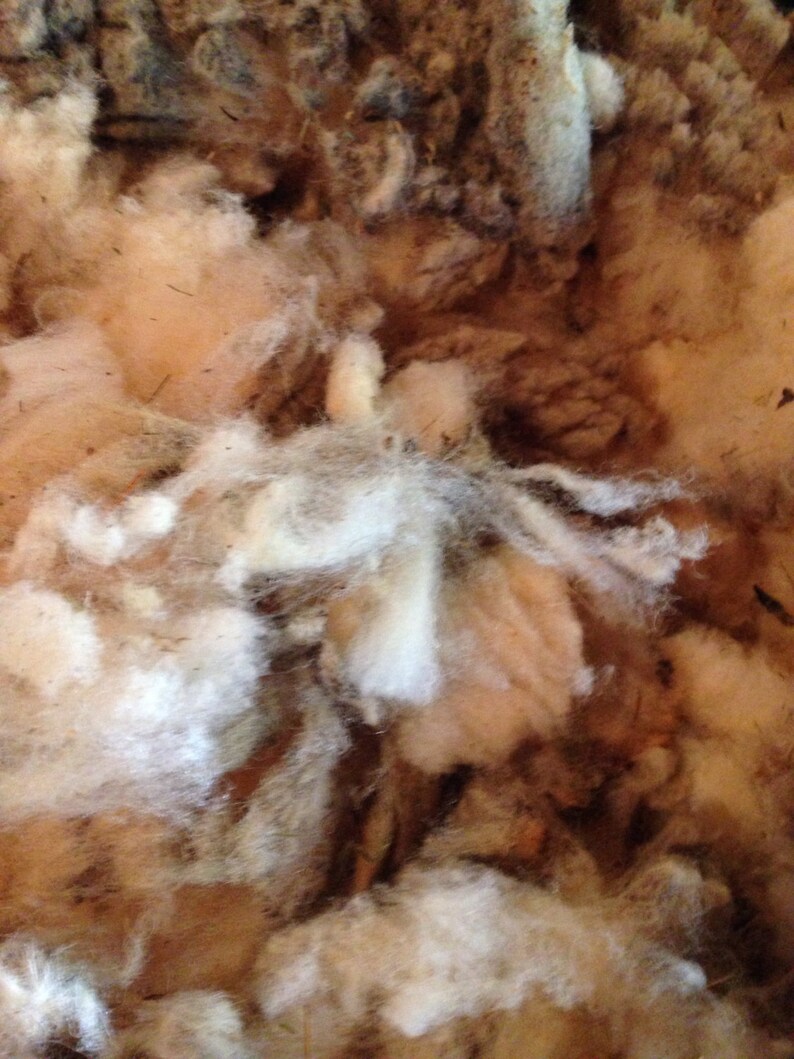 Wool Unprocessed babydoll sheep wool | Etsy