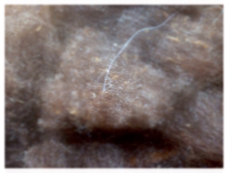 Wool Unprocessed babydoll sheep wool | Etsy