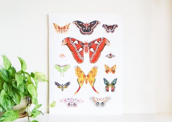 Moth Species Poster 18x24 Life Size Moths Made - Etsy
