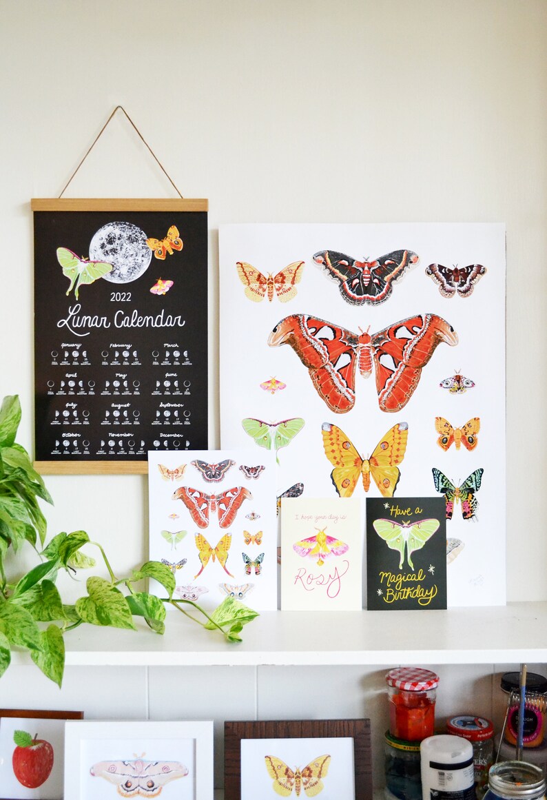 Moth Species Poster 18x24 Life Size Moths Made - Etsy
