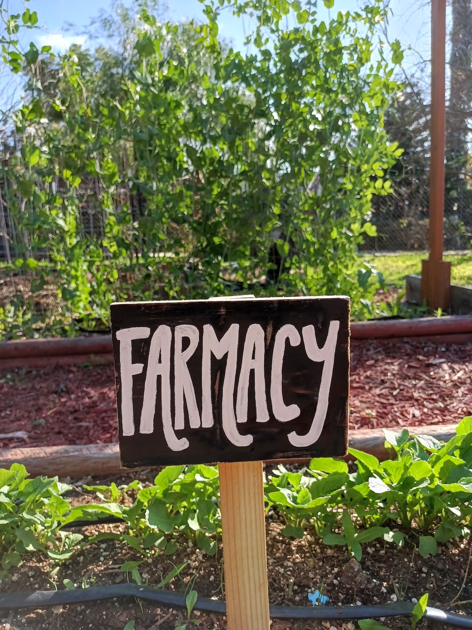 Farmacy Garden Sign Vegetable Stake Gardener Gift Farmer Decor Rustic ...