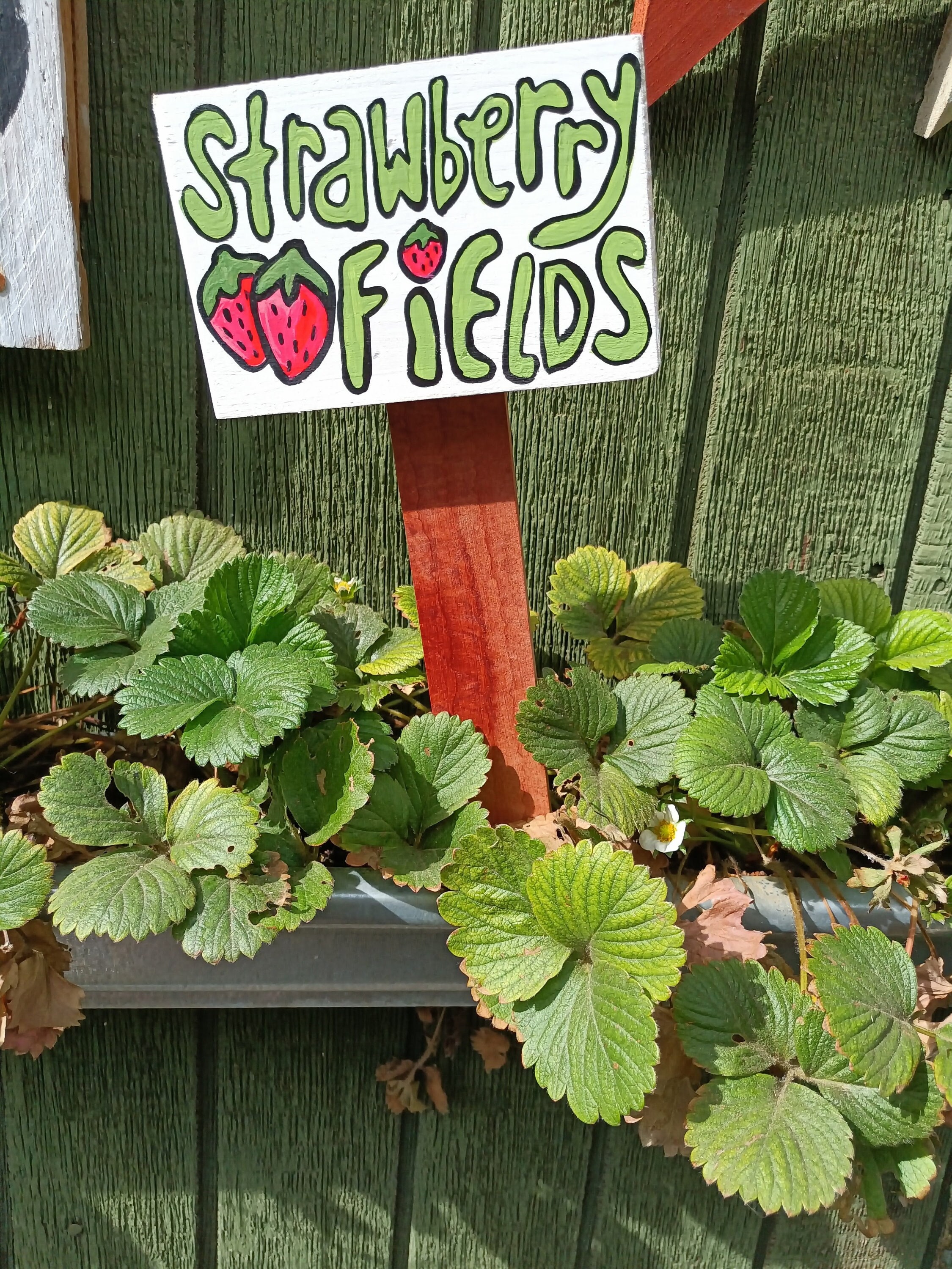 Strawberry Fields Wood Garden Sign, Gardening Decor, Strawberry Plant ...