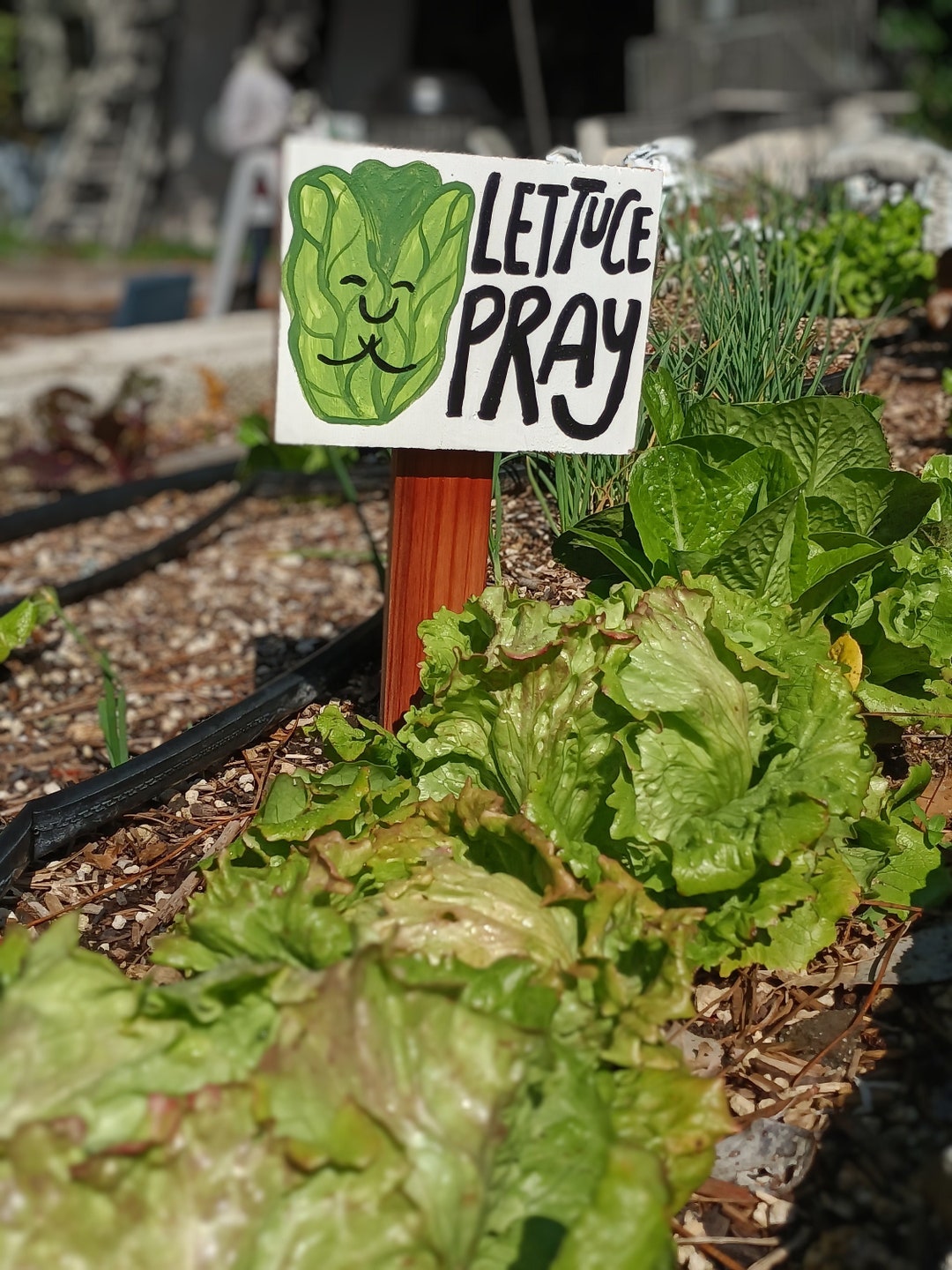 Funny Garden Sign Lettuce Pray Vegetable Stake Gardener Gift Farmer Decor Rustic Farm Healthy ...
