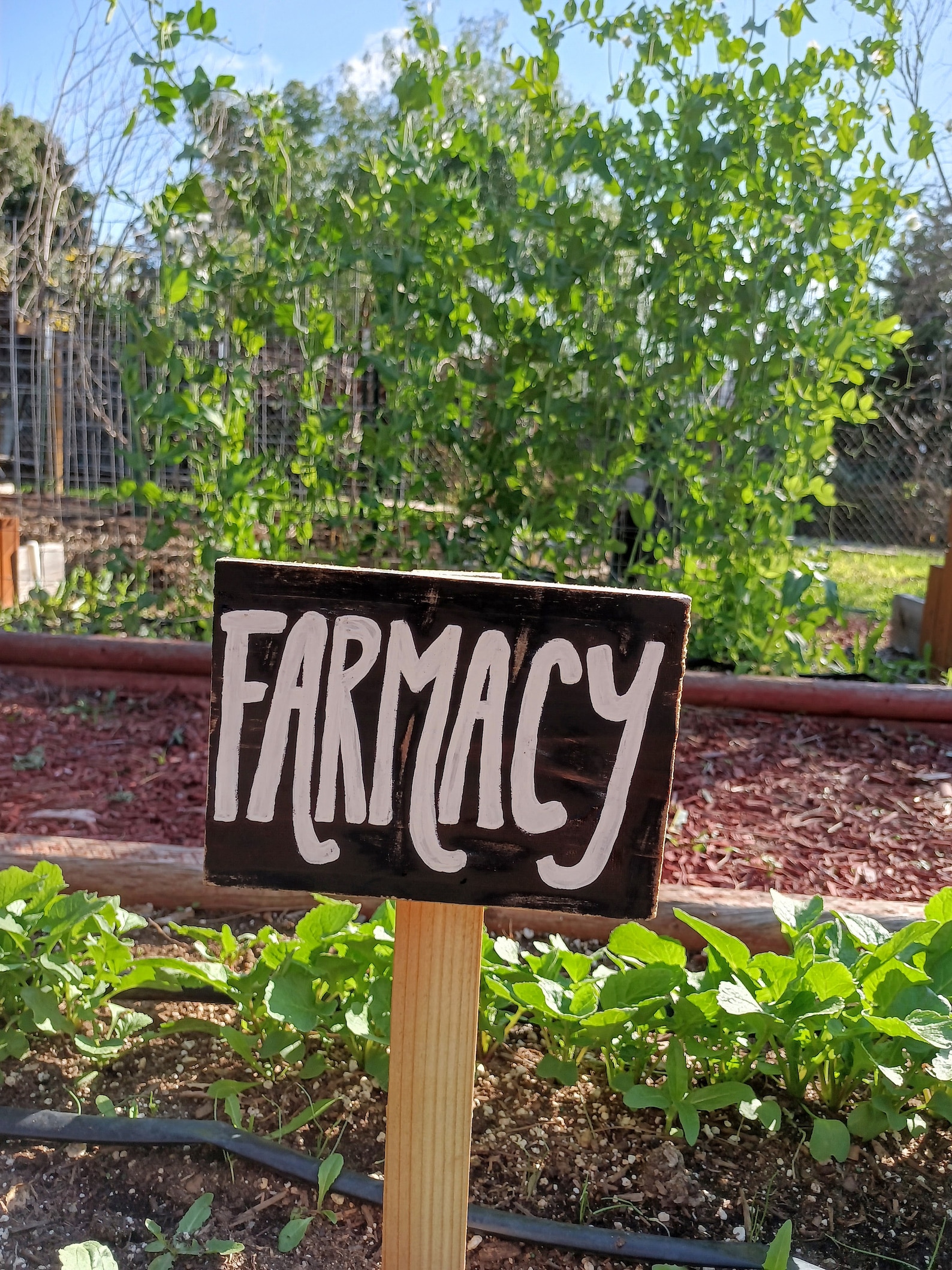 Farmacy Garden Sign Vegetable Stake Gardener Gift Farmer Decor Rustic ...