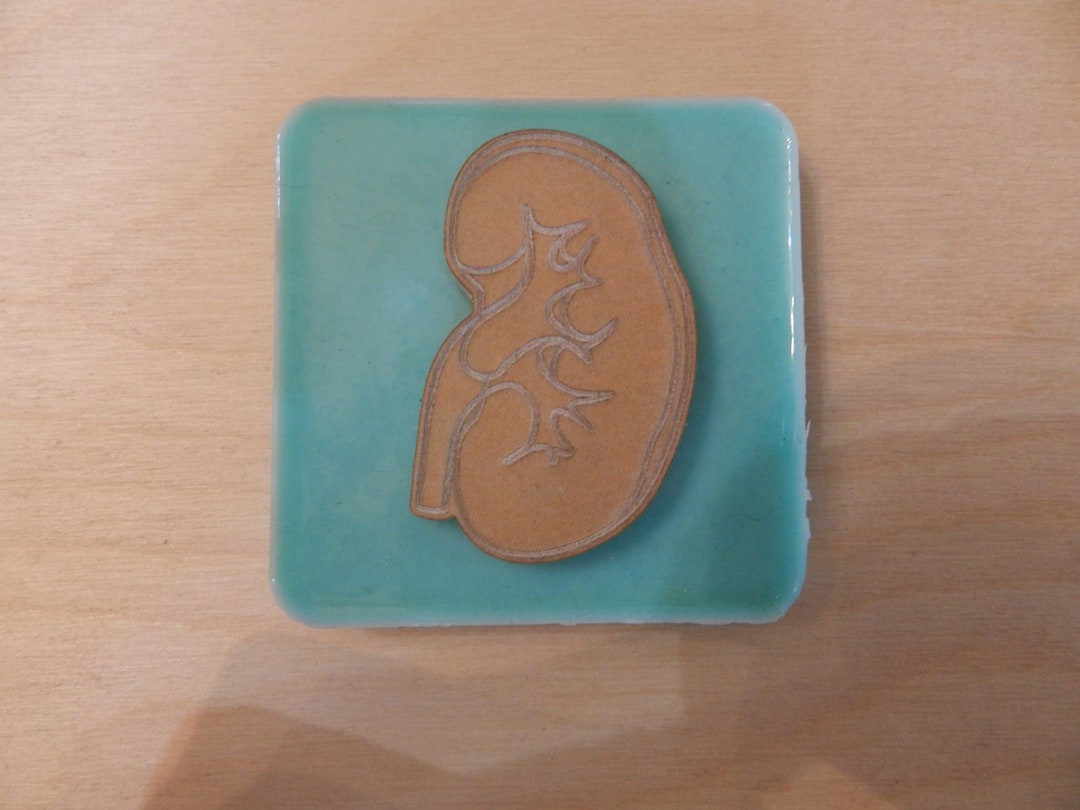 2 Etched Anatomical Kidney Silicone Mold for Resin or - Etsy