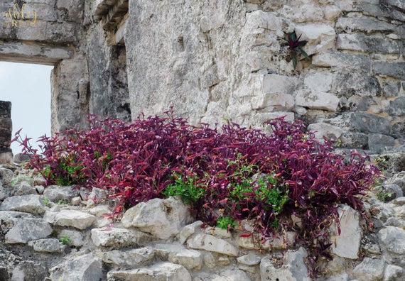 Purple Flowers Ancient Mayan Ruins Tulum Mexico Photo / | Etsy