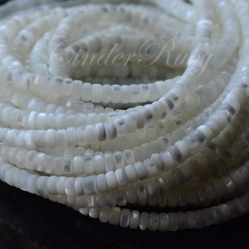 Trochus Shell - Etsy