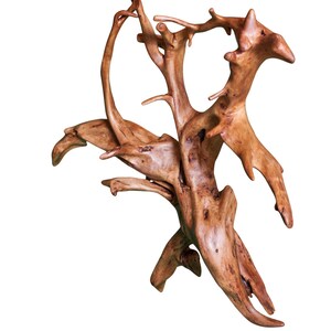 Wall Decor Oak Tree Stump - Etsy