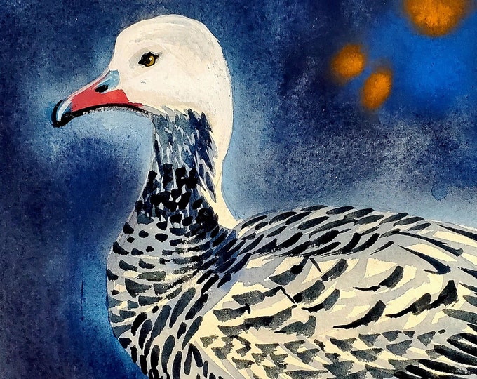 Emperor Goose is Part of My 2022 A Year of Birds Challenge. One-of-a ...