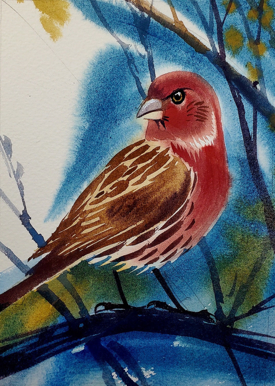 House Finch is Part of My 2022 A Year of Birds Challenge. One-of-a-kind ...