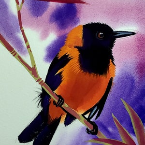 Hooded Pitohui is Part of My 2022 A Year of Birds Challenge. One-of-a ...