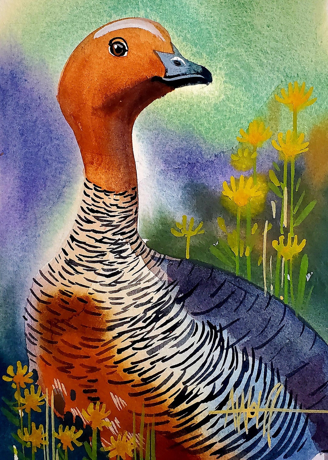 Ruddy-headed Goose is Part of My 2022 A Year of Birds Challenge. One-of ...