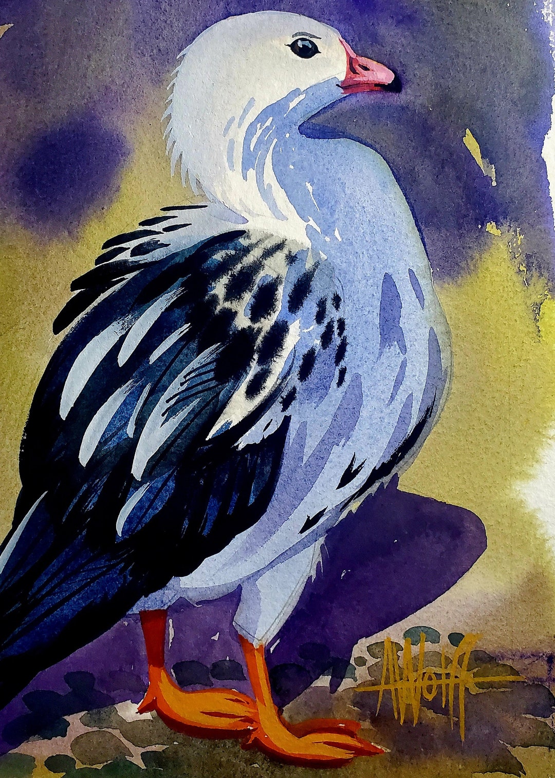 Andean Goose is Part of My 2022 A Year of Birds Challenge. One-of-a ...