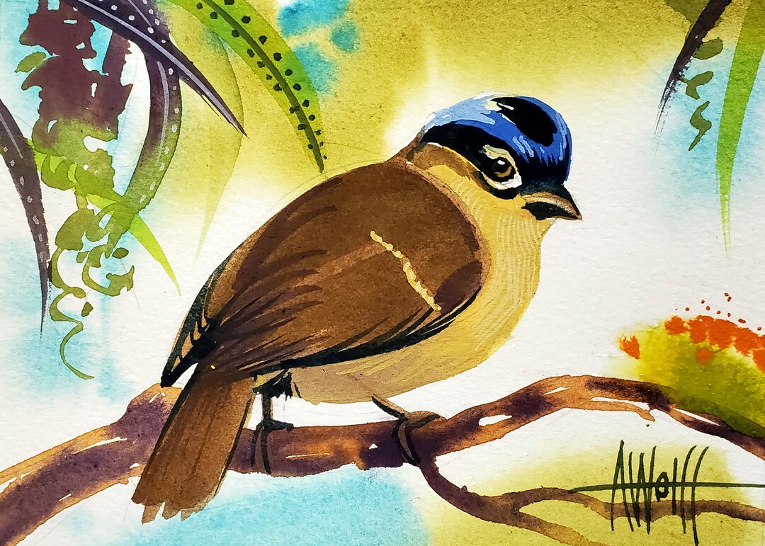 Blue-capped Frit is Part of My 2022 A Year of Birds Challenge. One-of-a ...