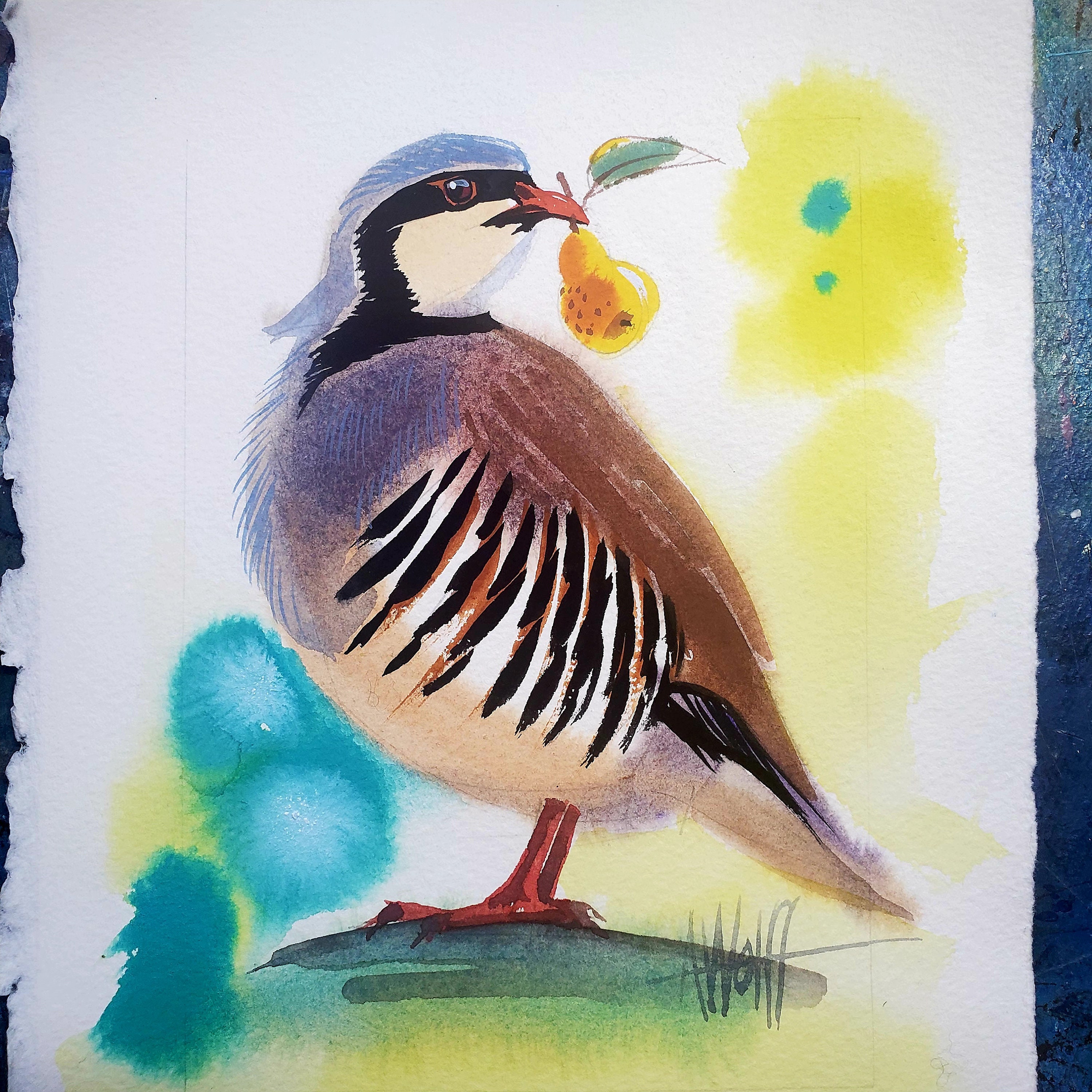 Chukar Partridge Drawing