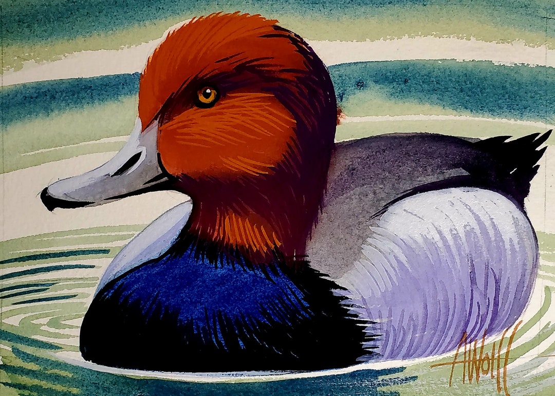 Redhead Duck is Part of My 2022 A Year of Birds Challenge. One-of-a ...