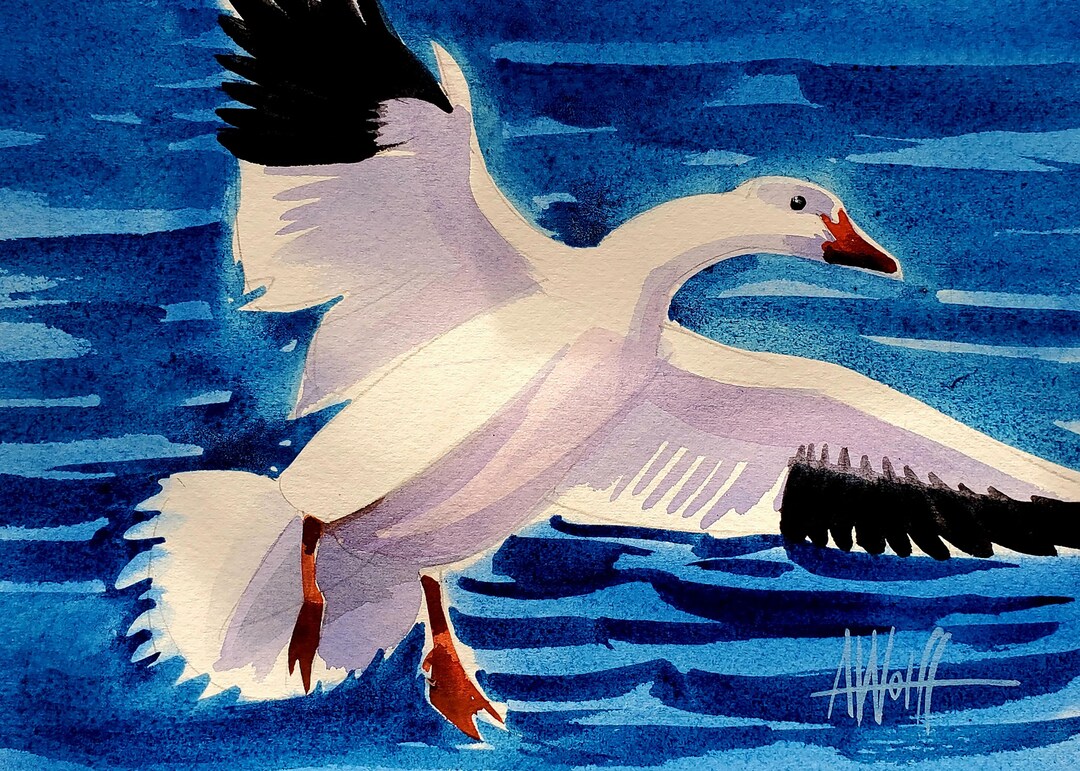 Snow Goose is Part of My 2022 A Year of Birds Challenge. One-of-a-kind ...