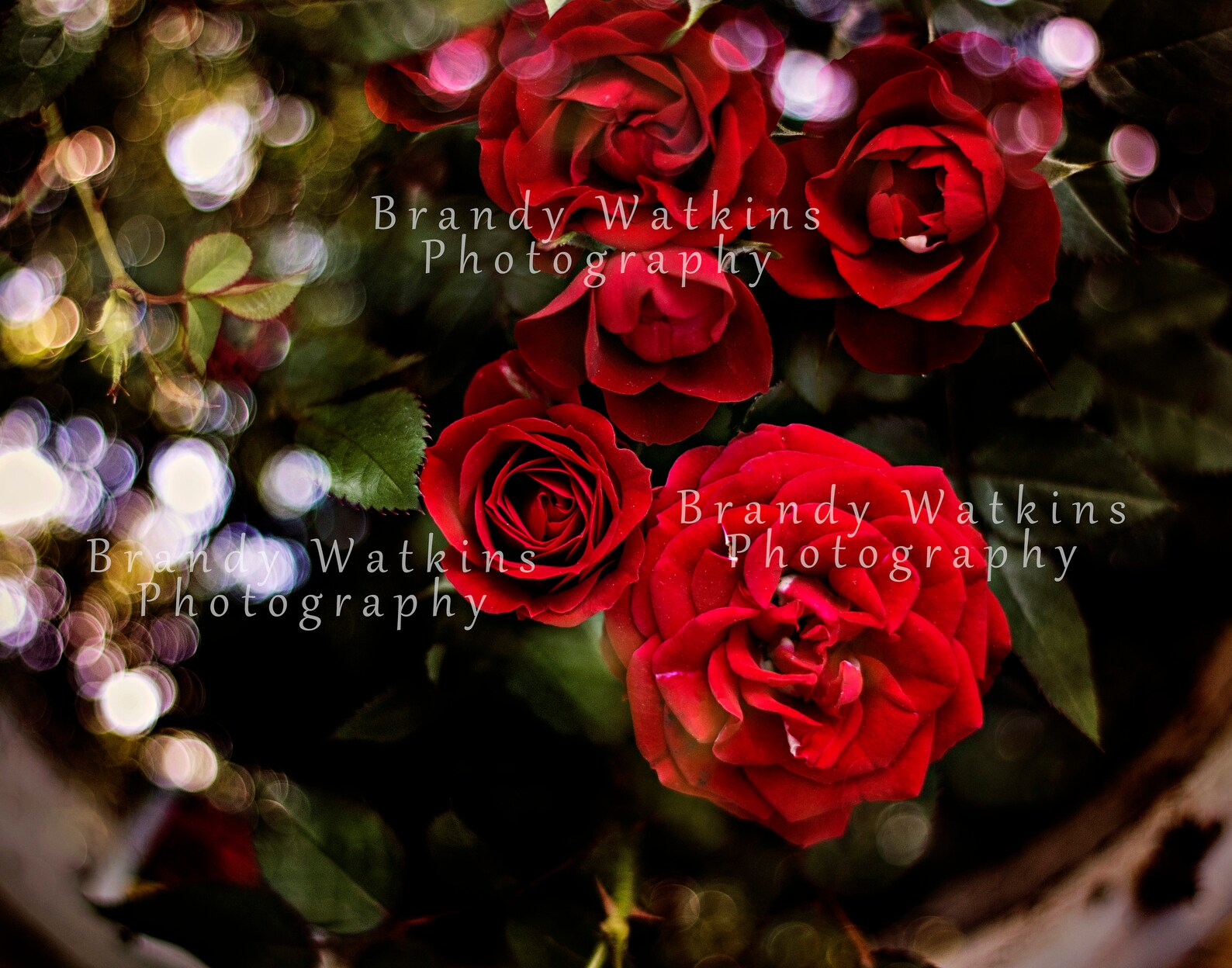 Dark Red Rose Gothic Printable Wall Art, Red Rose Decor, Red Rose Wall ...