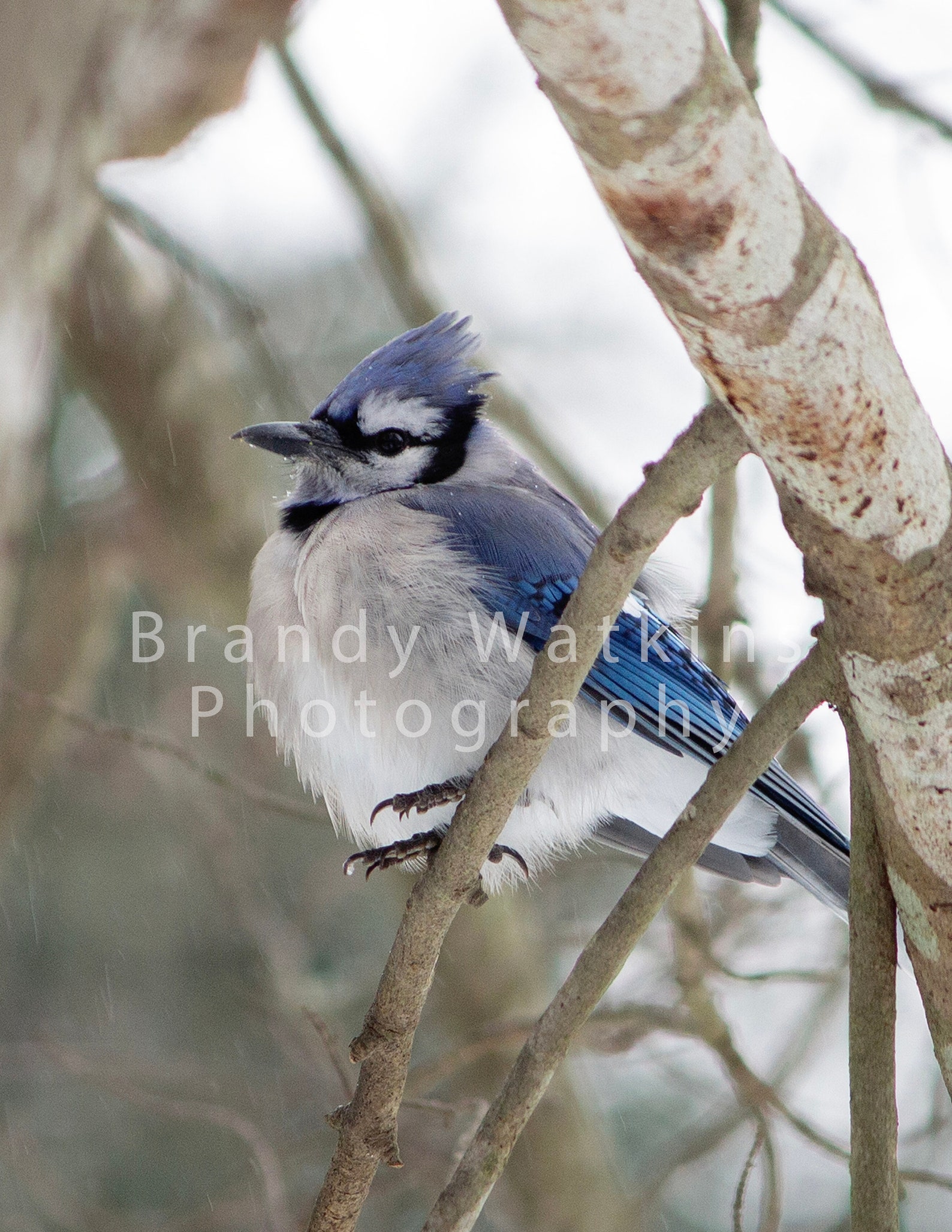 Blue Jay Photography, Blue Jay Nature Photography, Bird Wall Decor ...