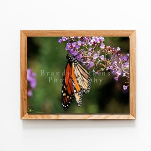 Monarch Butterfly Digital Download, Butterfly Wall Art, Monarch Wall ...