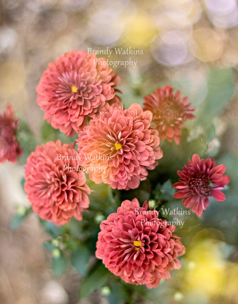 Red Mums Floral Photography Print Download, Fine Art Photography, Fine ...
