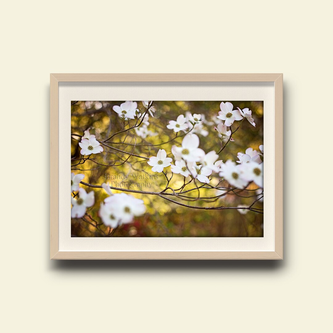 Dogwood Flowering Tree Photography Print, Size of Your Choice, Dogwood ...