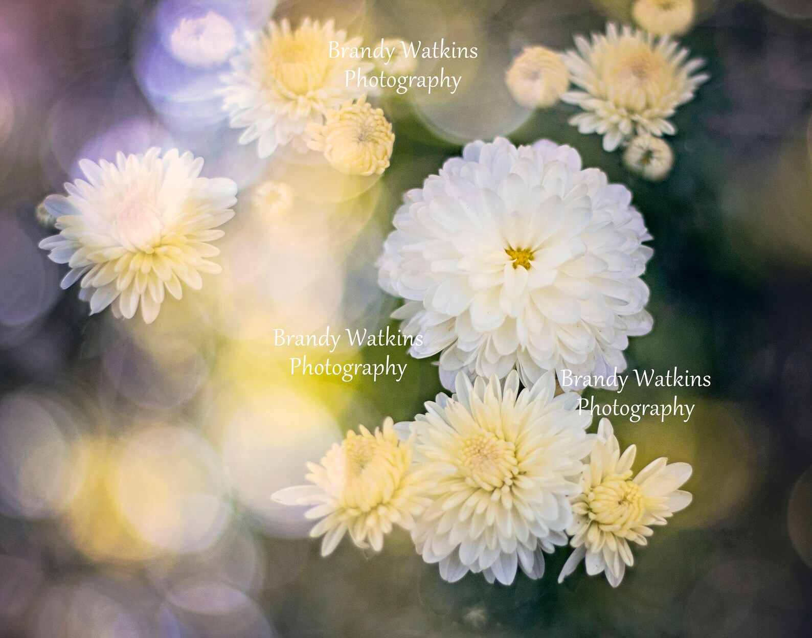 Fall Mums Floral Photography Print - Etsy