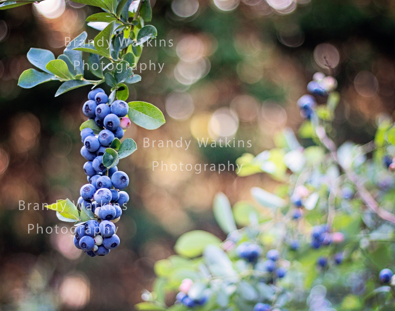 Blueberries Photography Printable Wall Art Food Photography - Etsy