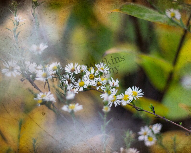 Autumn Daisies Digital Printable Art, Fine Art Photography, Daisy Print ...