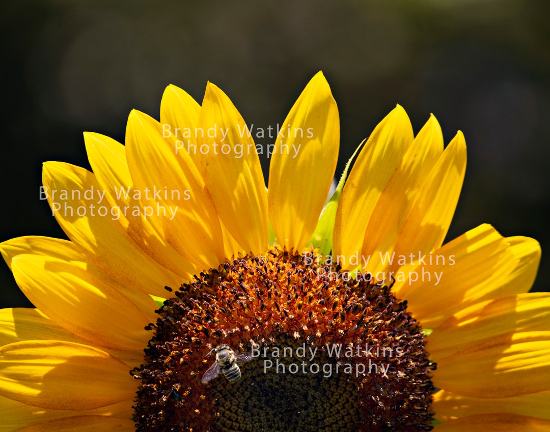 Sunflower With Tiny Bee Printable Photography Wall Art, Sunflower Wall ...