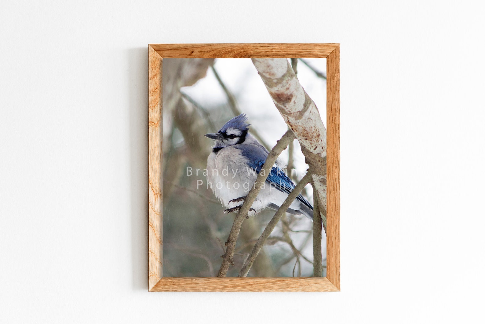 Blue Jay Photography, Blue Jay Nature Photography, Bird Wall Decor ...