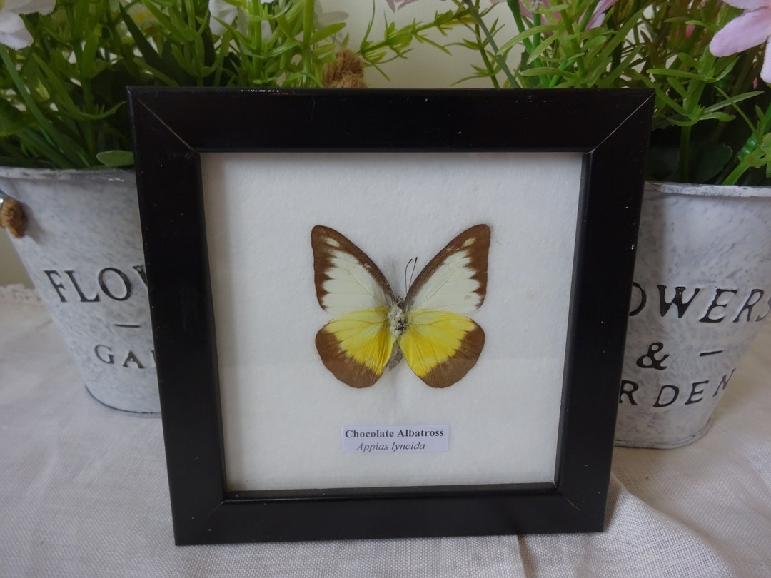 Real Butterflies Framed Displays Various Species Home Decor - Etsy